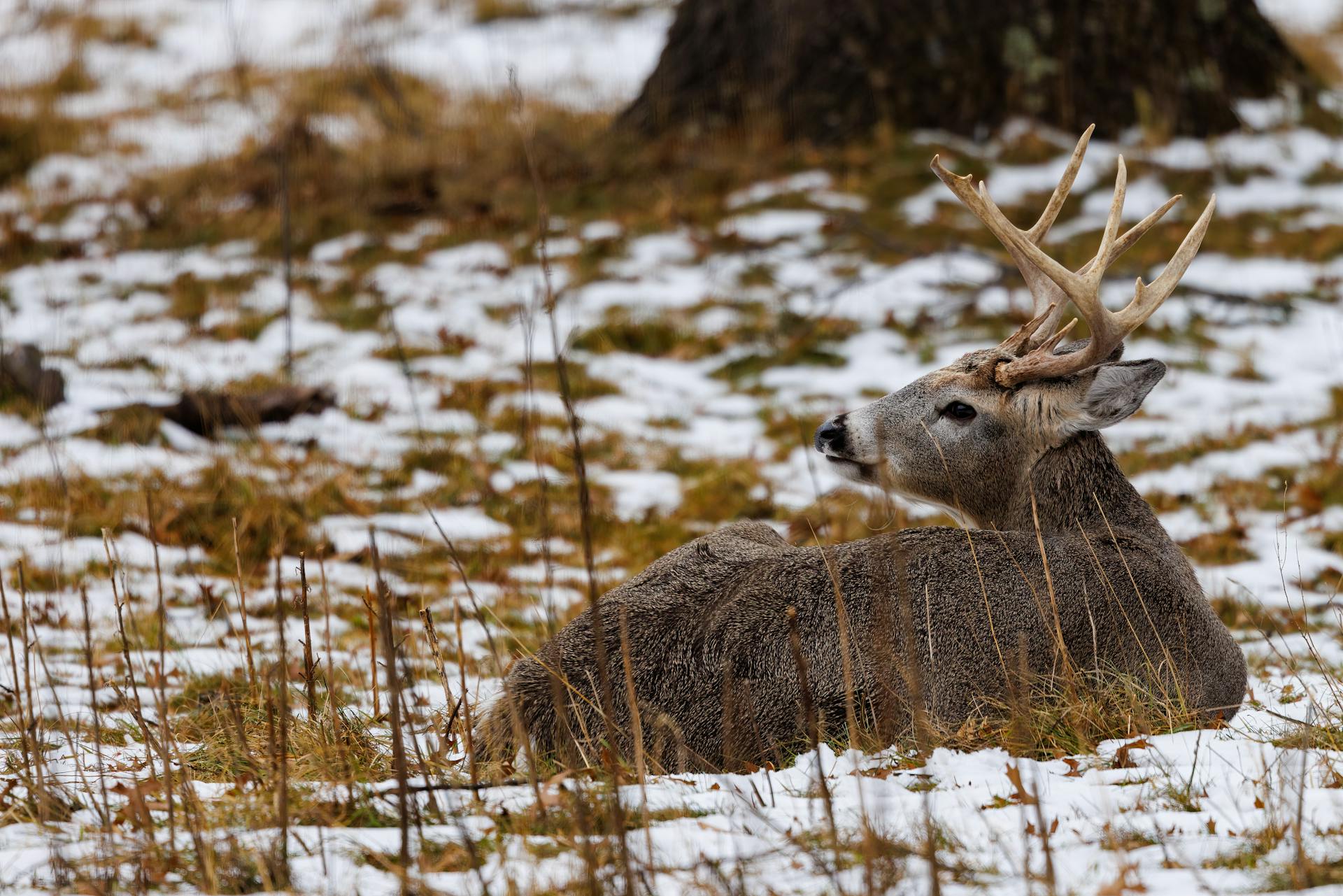 First Annual Big Buck Challenge – Locke’s Lifestyle, Sporting & Outdoor ...